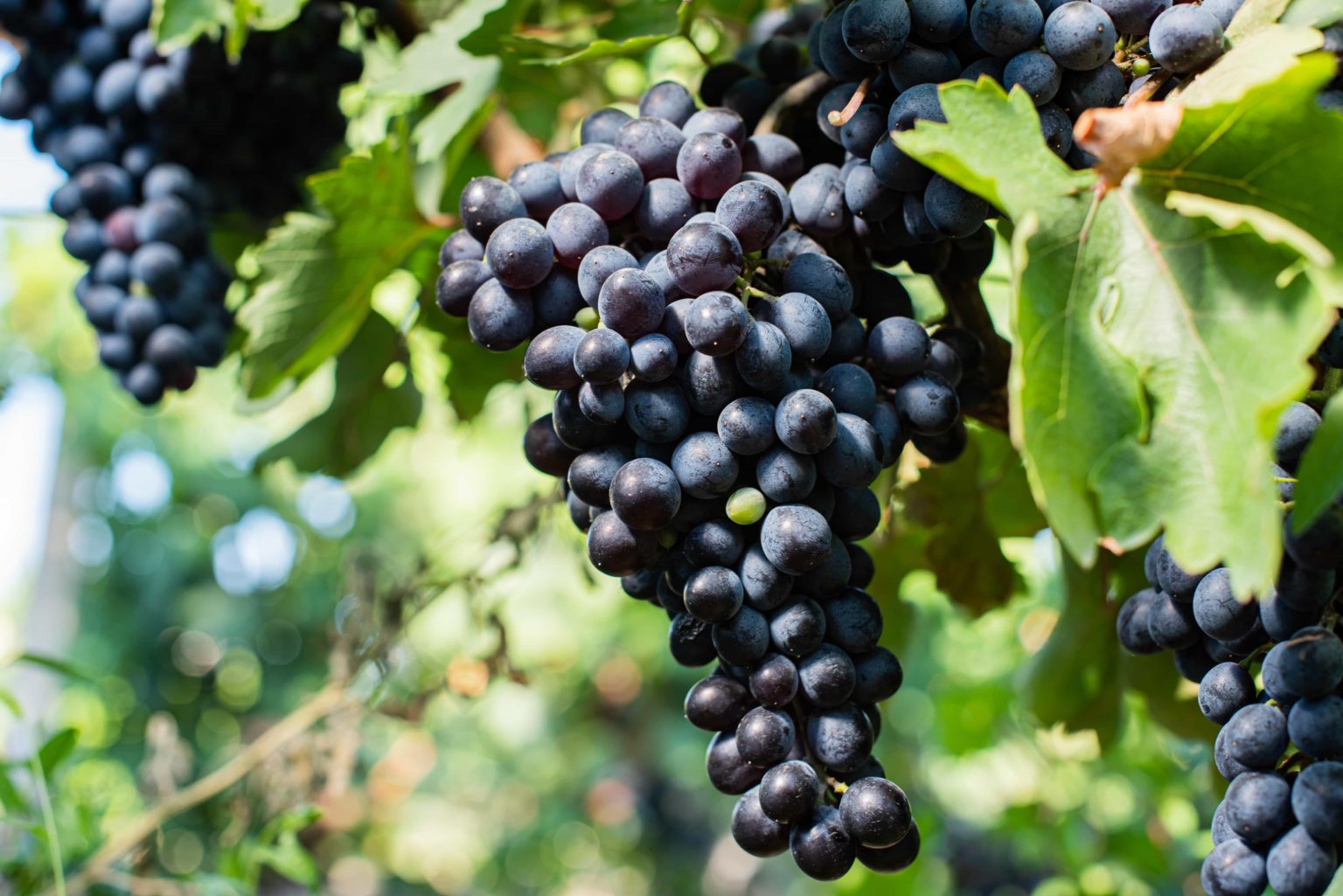 Red & White Wines Host - Concours Mondial de Bruxelles